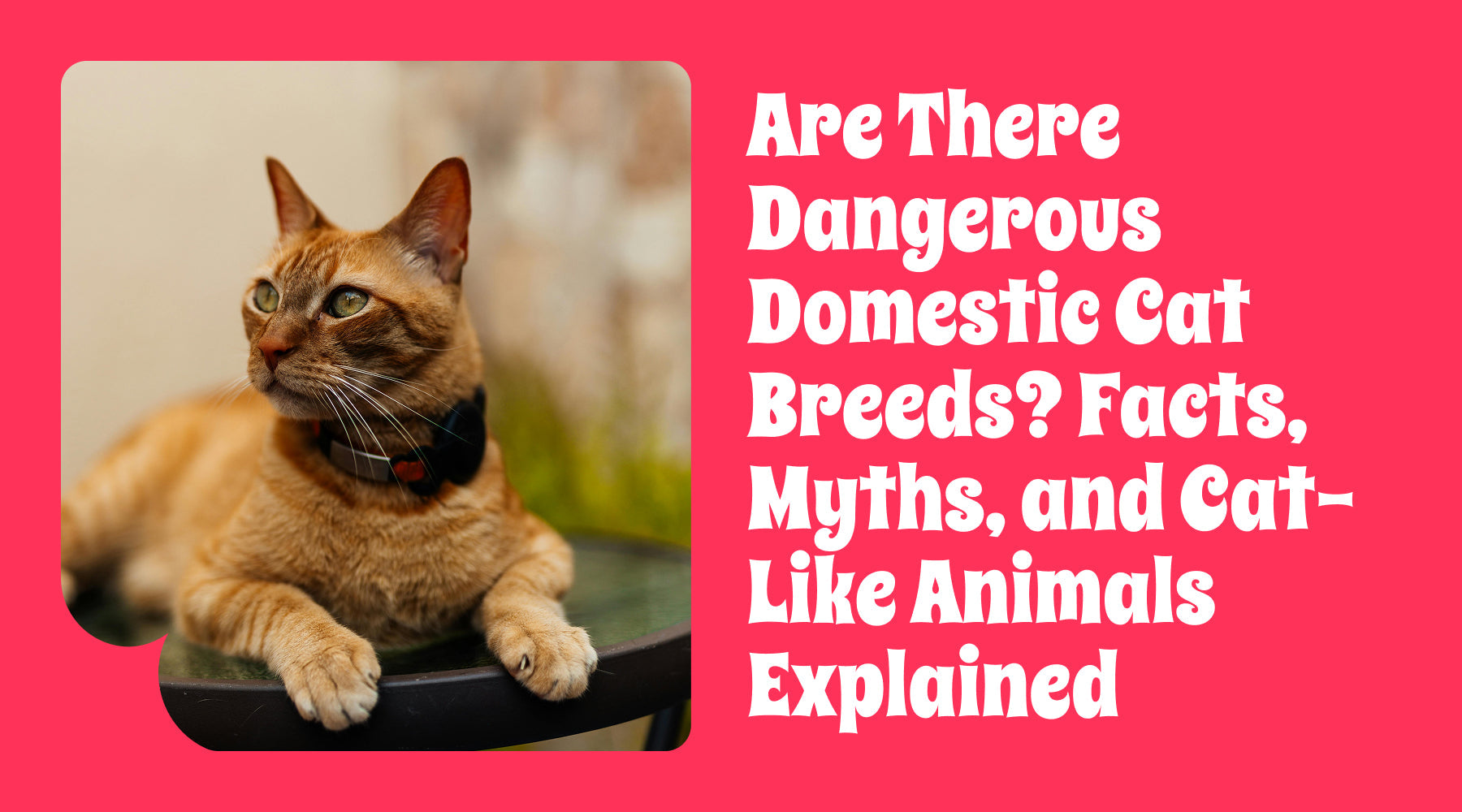 Are There Dangerous Domestic Cat Breeds? Facts, Myths, and Cat-Like An ...