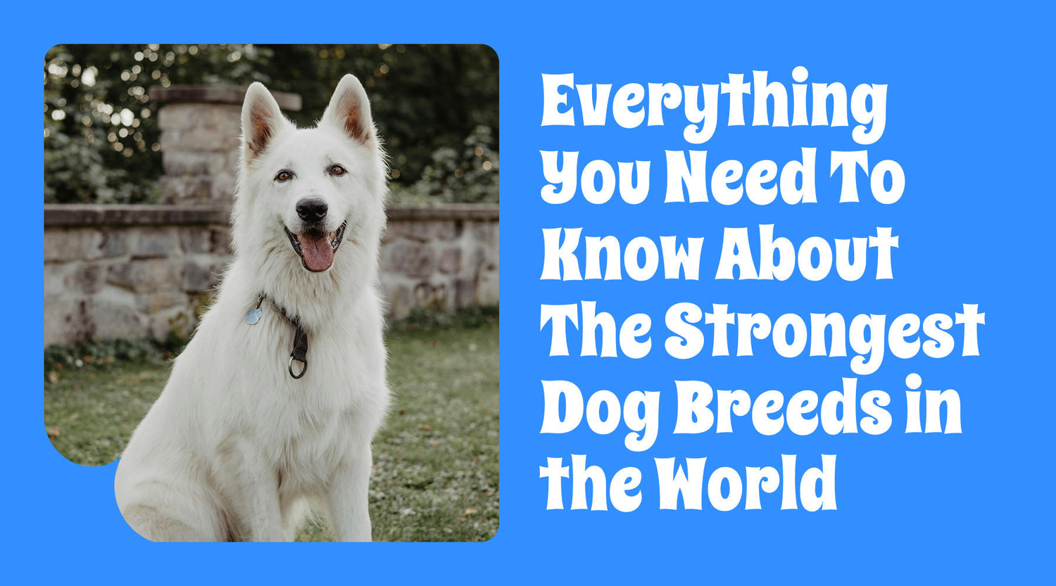 Everything You Need To Know About The Strongest Dog Breeds in the Worl ...