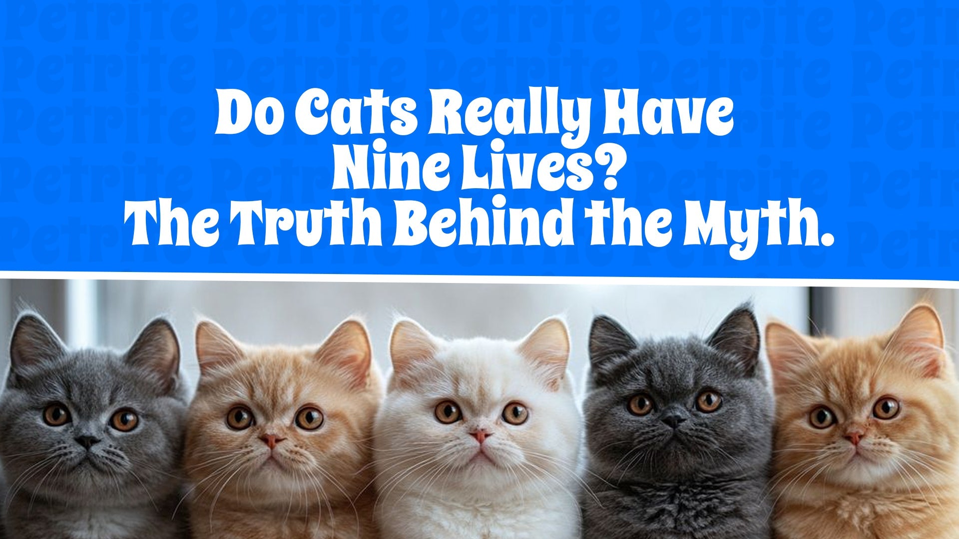 Do Cats Really Have Nine Lives? The Truth Behind the Myth – Petrite