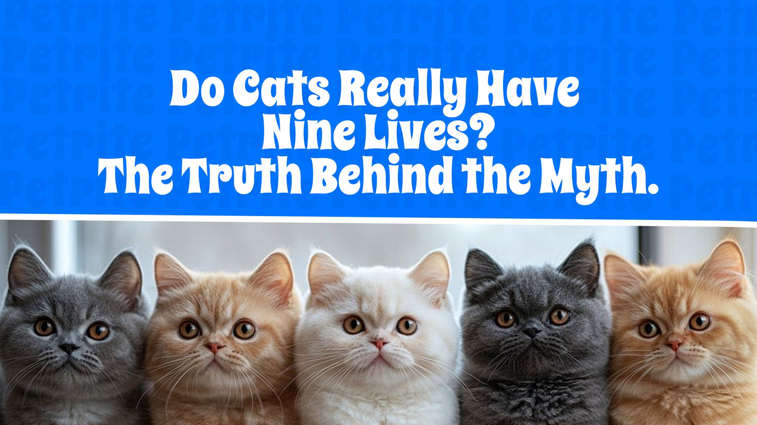 Do Cats Really Have Nine Lives? The Truth Behind the Myth – Petrite