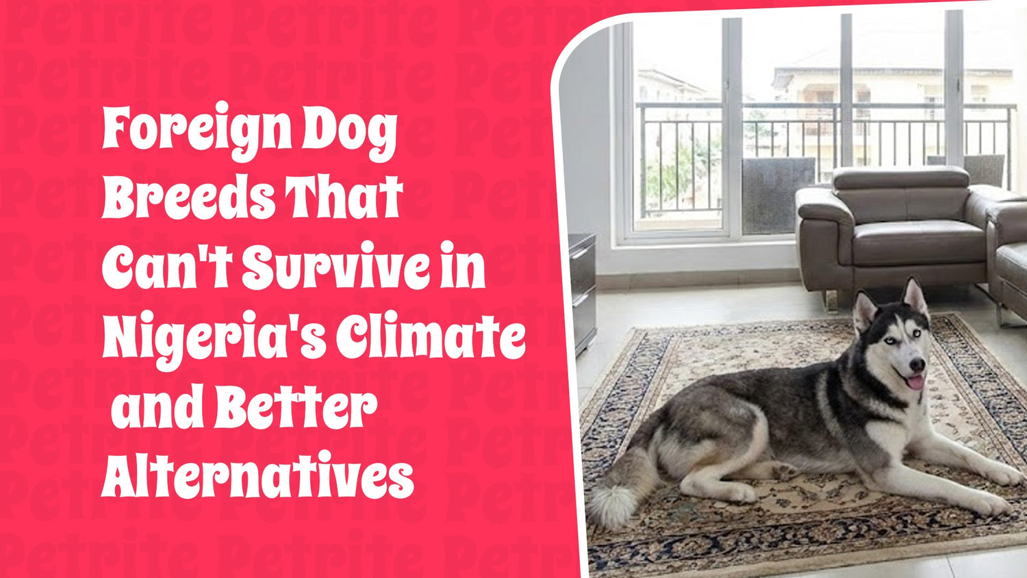 Foreign Dog Breeds That Can't Survive in Nigeria's Climate and Better ...