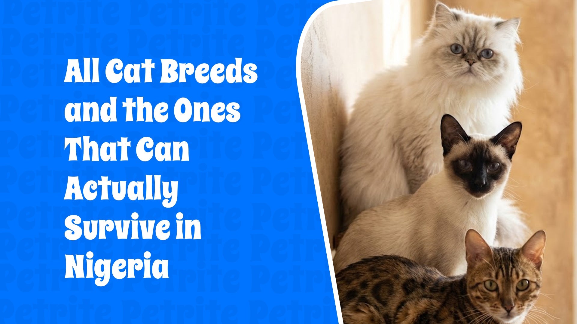 All Cat Breeds and the Ones That Can Actually Survive in Nigeria – Petrite