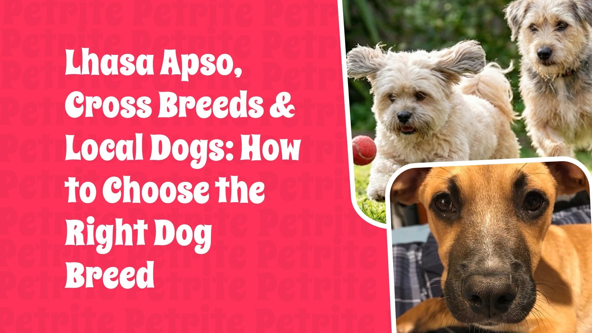 Lhasa Apso, Cross Breeds & Local Dogs: How to Choose the Right Dog Bre ...