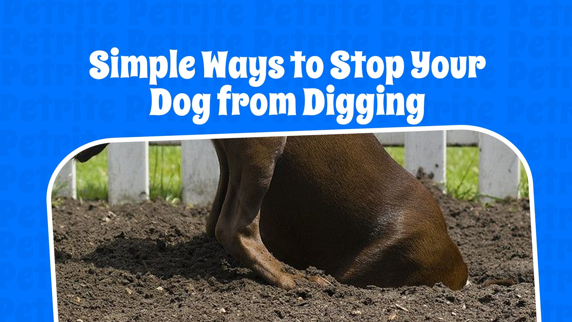 Simple Ways to Stop Your Dog from Digging – Petrite